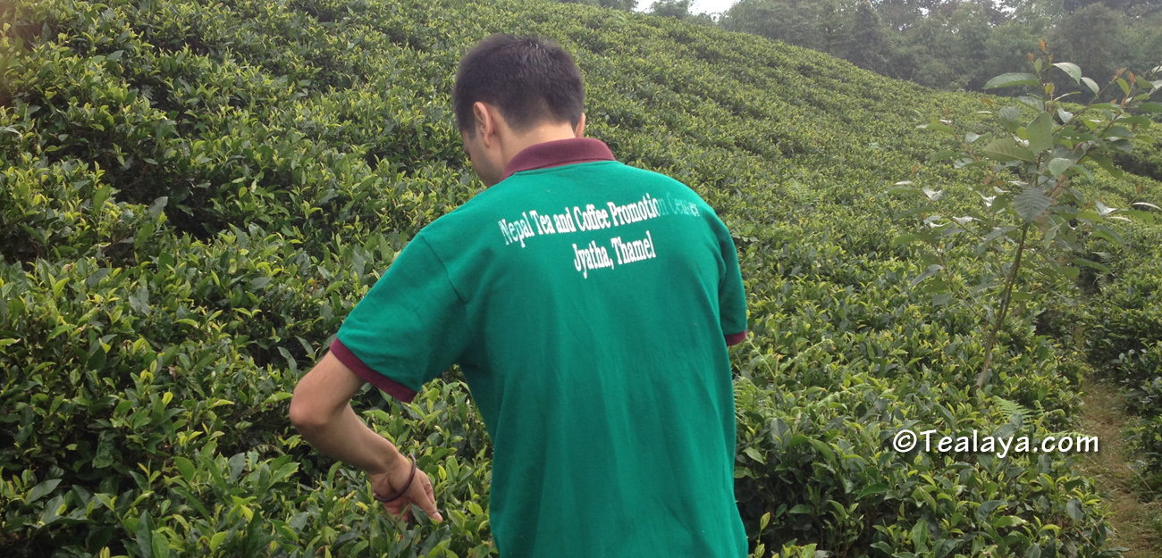 Tealaya - 'A real organic tea production area'
