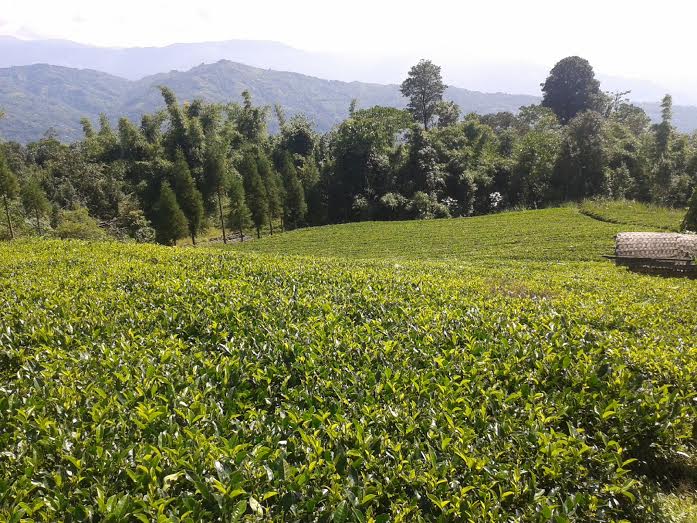 Tealaya - 'A real organic tea production area'
